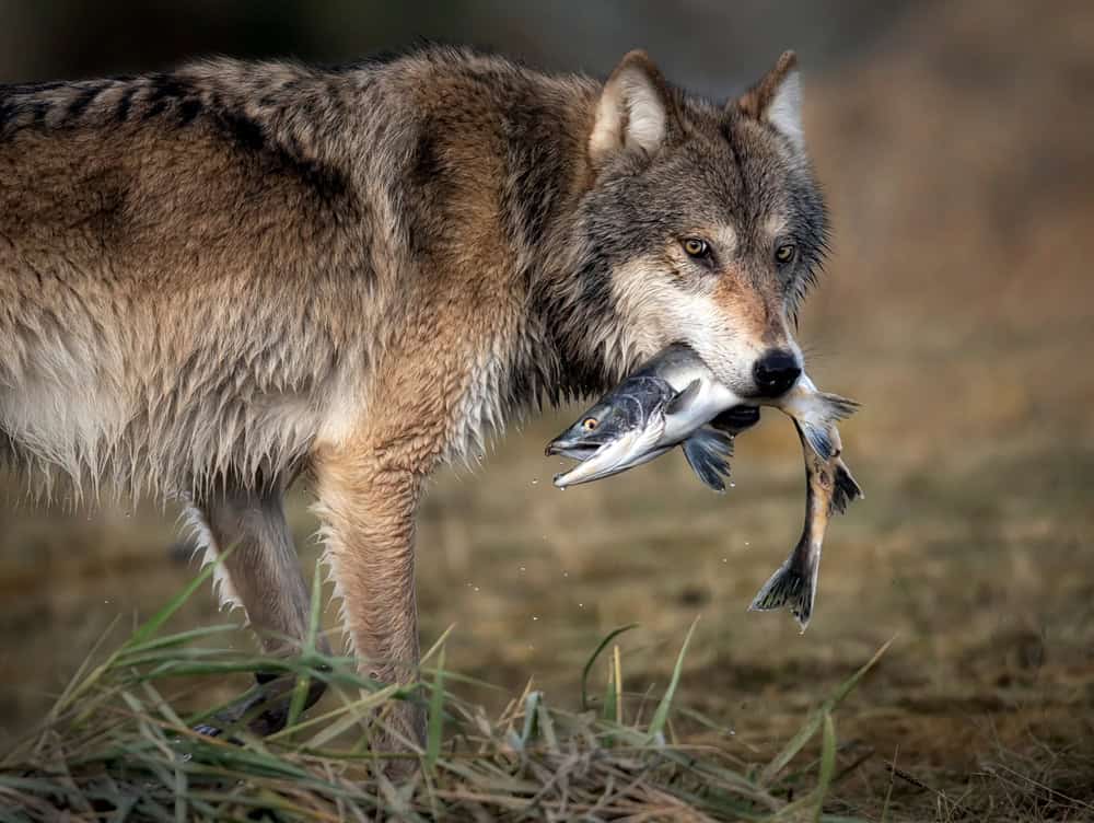 These wolves eat so much salmon, they smell fishy