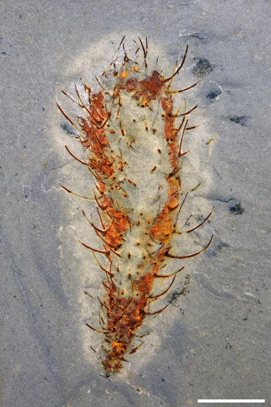 Chinese fossils show marine animals thriving half a billion years ago