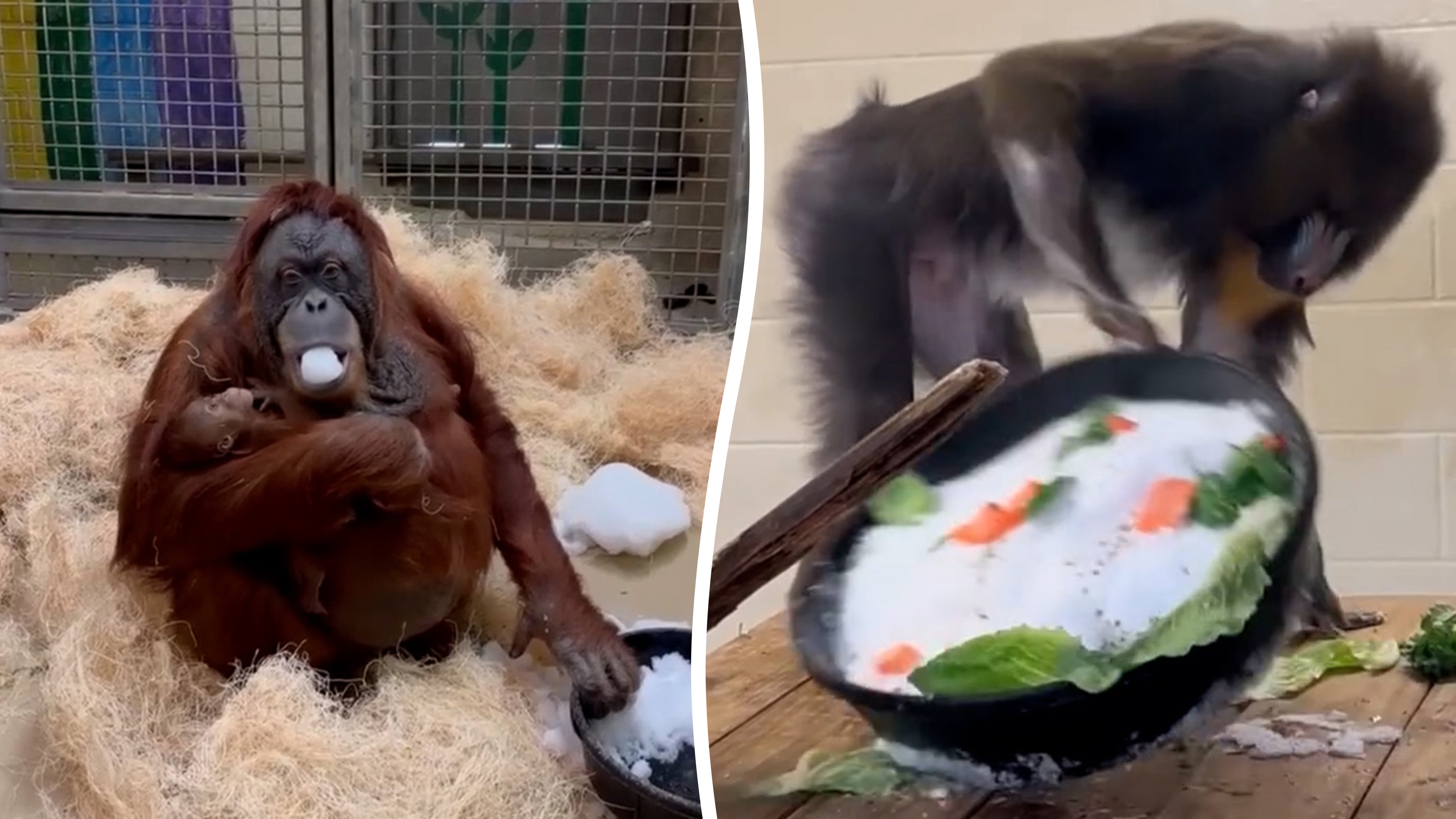 Snow day delight as orangutan babies Ruhana and Rowan enjoy treats with ...