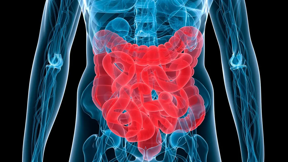 Investigadores proponen hacer que nuestro colon brille para detectar ...