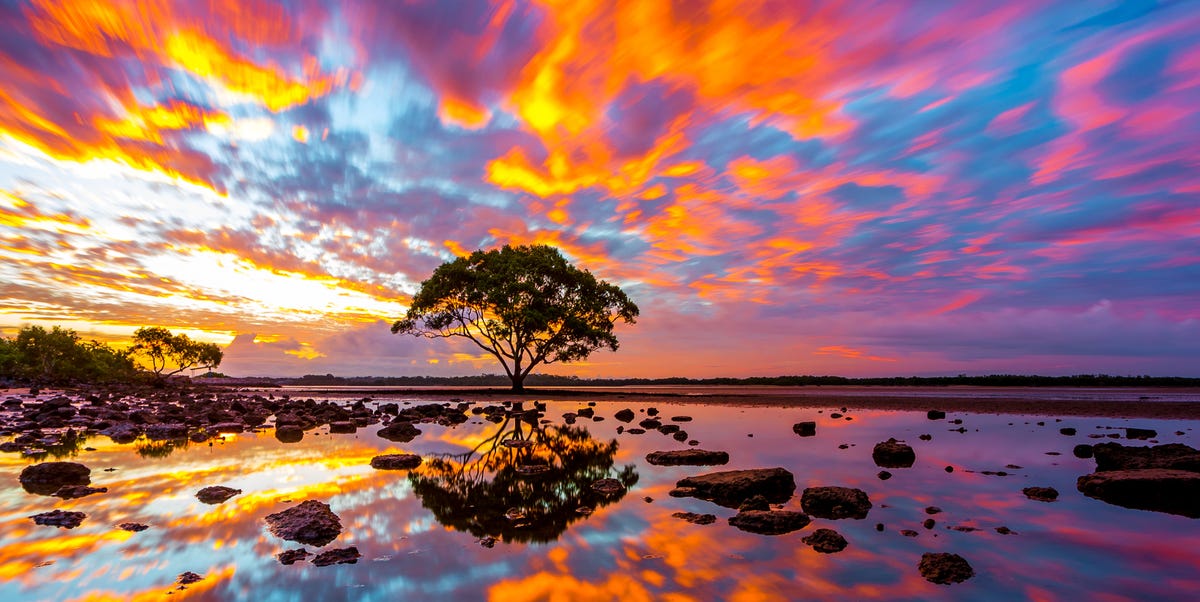 Scientists have found the first branch on the tree of life