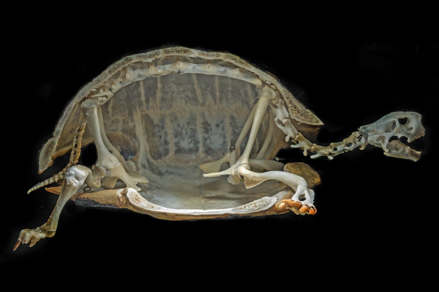 The truth about what’s inside a turtle shell
