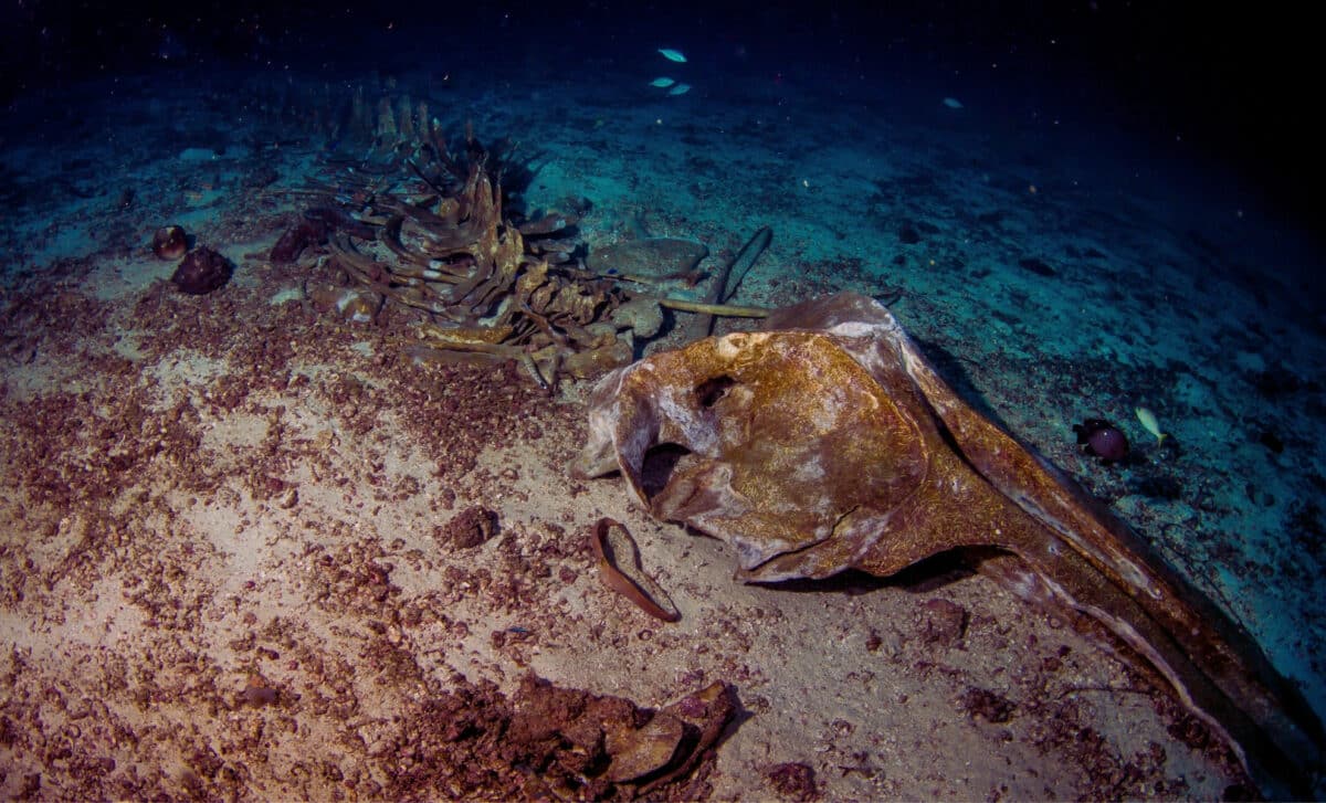 Something strange is happening on the seafloor, scientists watched for ...