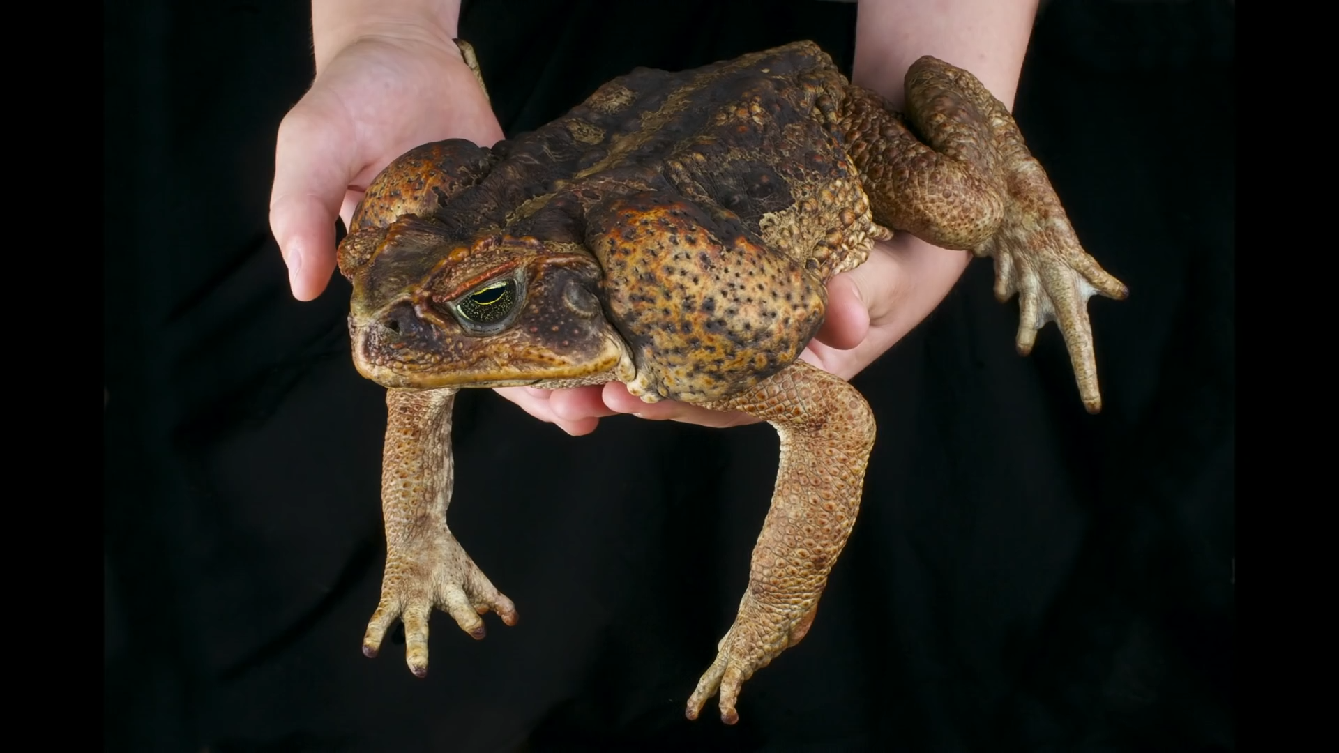 This wasn’t playing God - or so they claimed