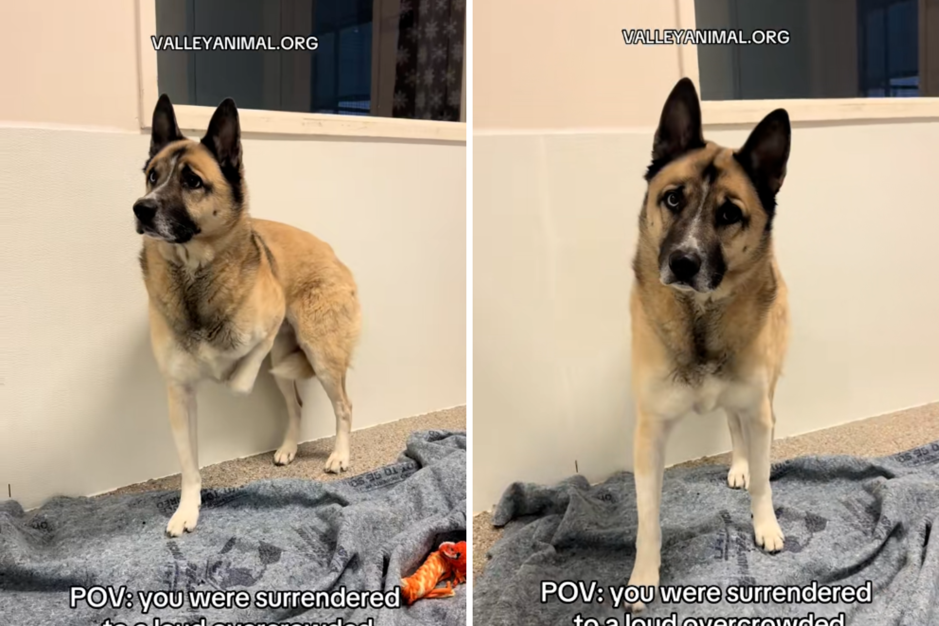 Tears as surrendered husky mix struggles in loud overcrowded shelter