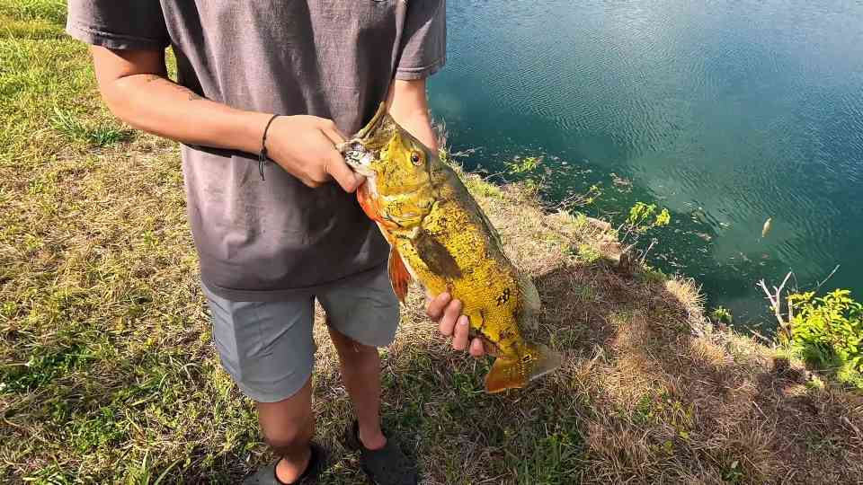 Peacock bass fishing Miami Florida