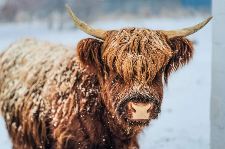 Baby highland cow zooms around her indoor track in hilarious antics