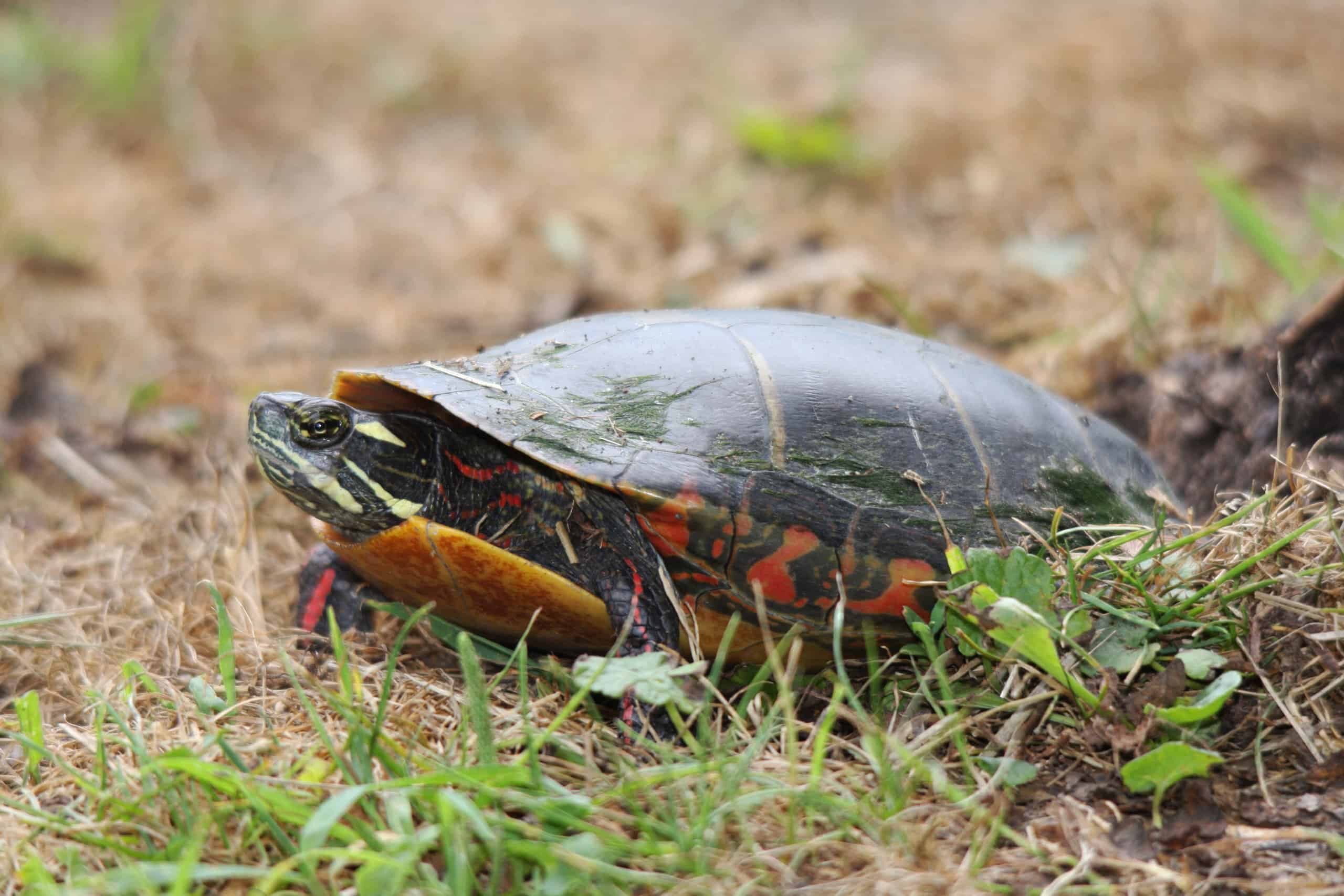 The truth about what’s inside a turtle shell
