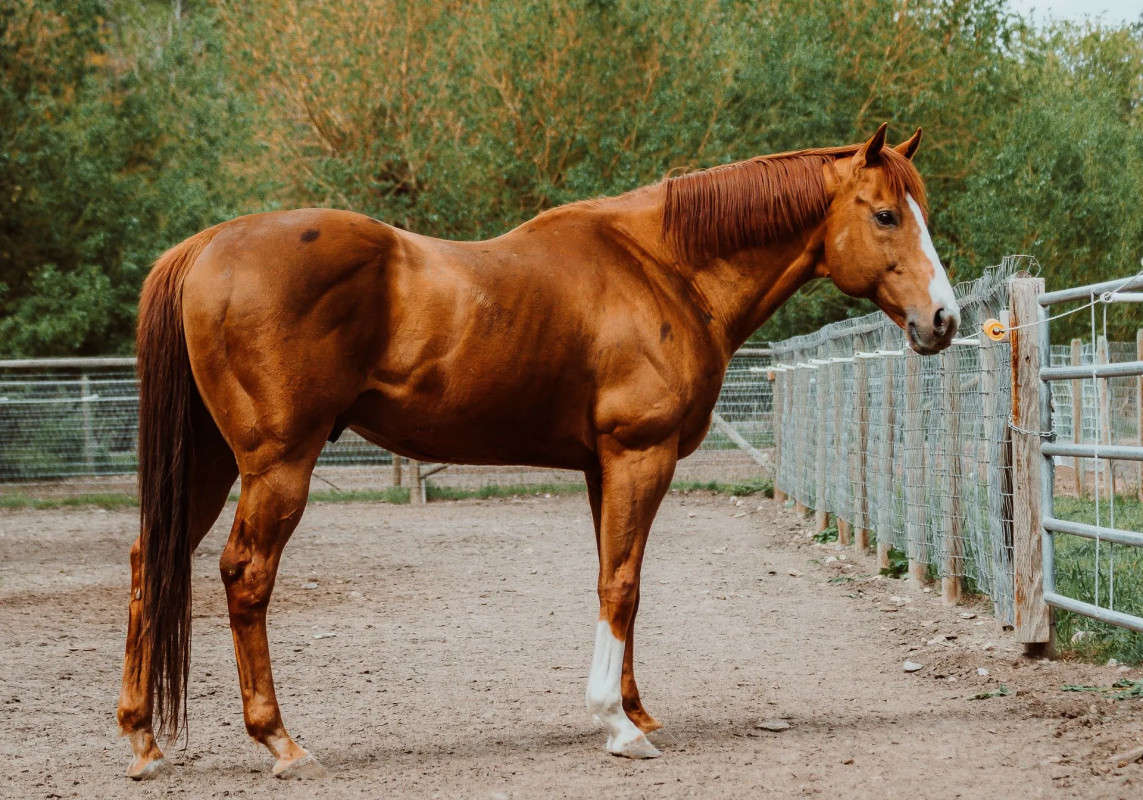 Canadian champion, sire Not Bourbon dies at age 20