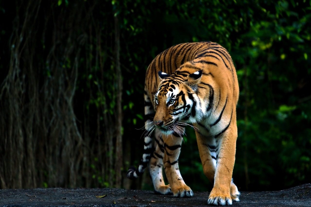 6 animals that hunt humans on purpose