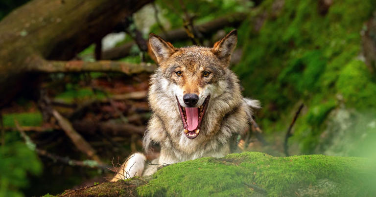 Lupi in Europa: aumenta la popolazione. I dati di un nuovo studio