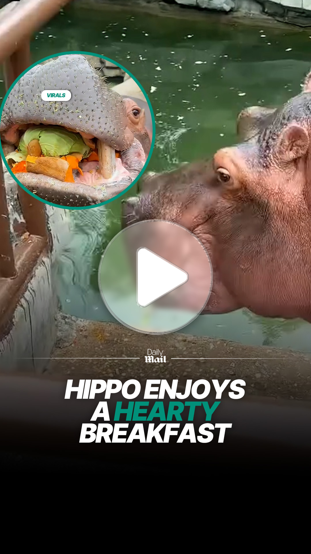 Hippo shows off powerful jaw while devouring breakfast