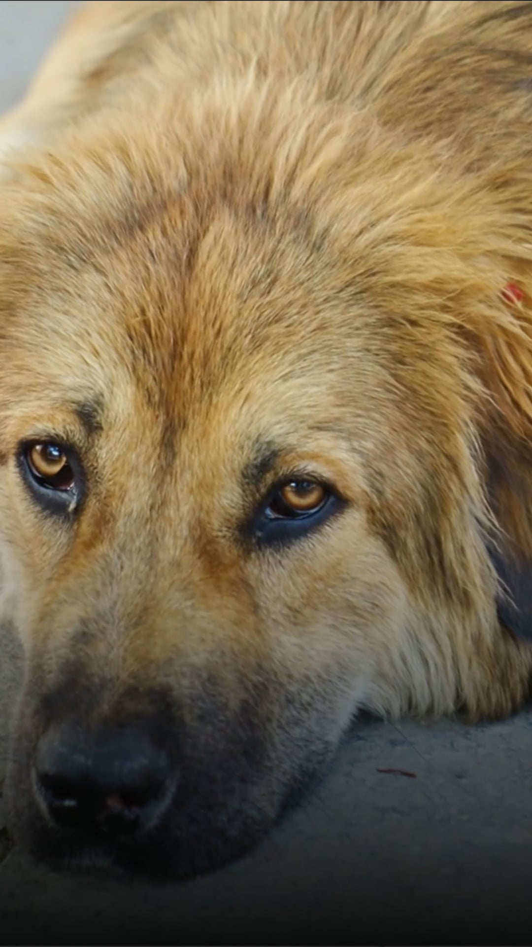 Maus-tratos a animais: o que diz a lei e as penas previstas