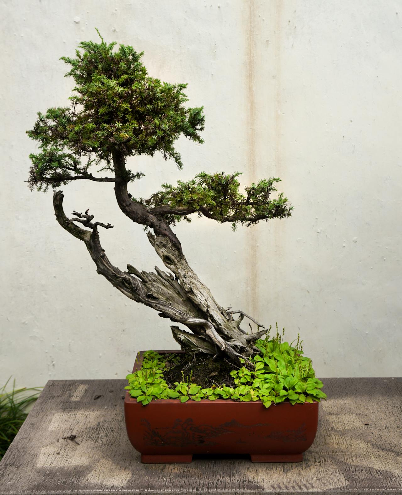 Bonsai experts reveal nine indoor plants people ruin by trying to turn ...