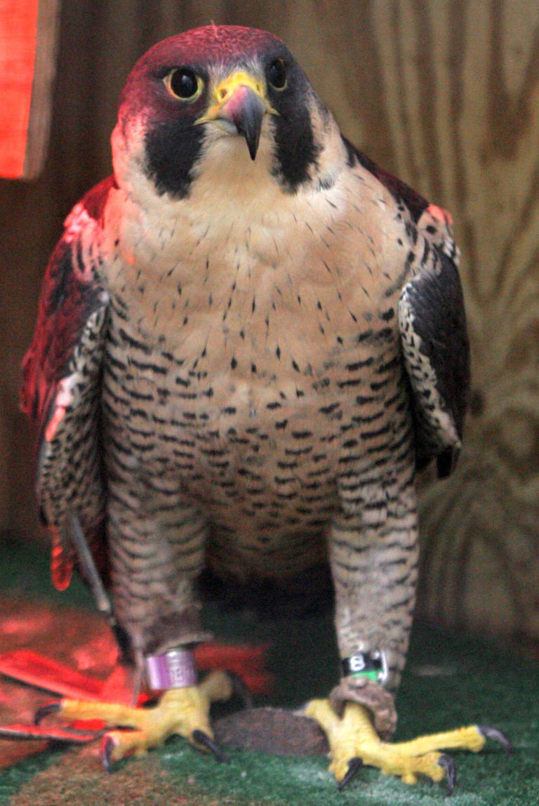 Good Morning America to visit this Iowa county on Friday, find out why