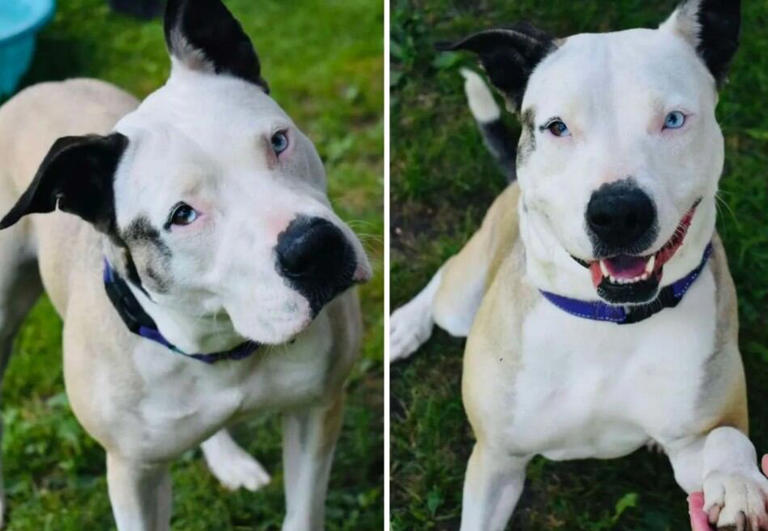 Della ha sido devuelta tres veces; esta vez lleva 644 días esperando un ...