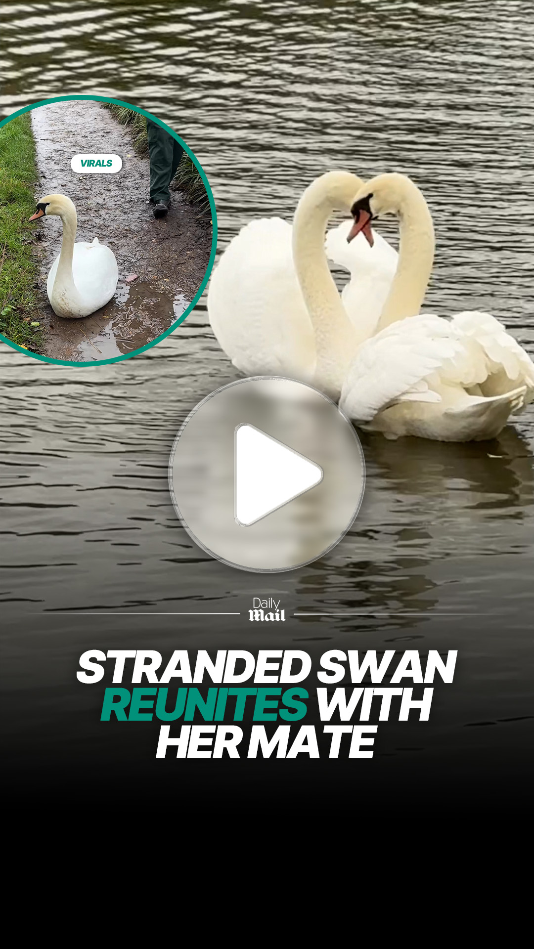 Stranded swan reunited with her mate after rescue