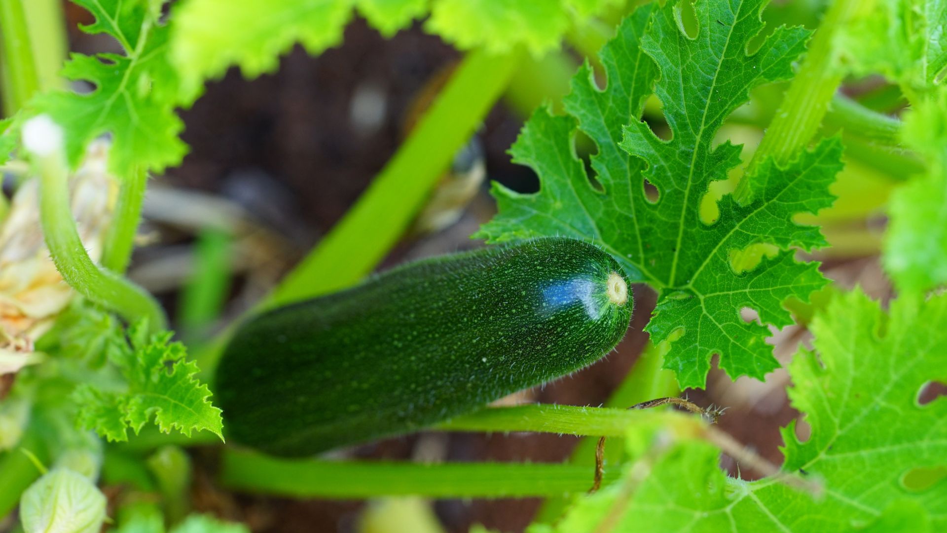 How to grow courgettes in containers for a heavy, healthy harvest