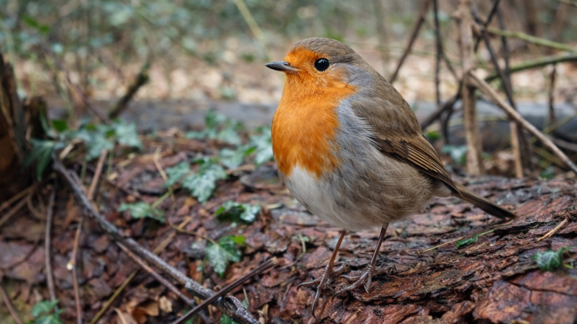 Wild animals spotted by our forest camera trap