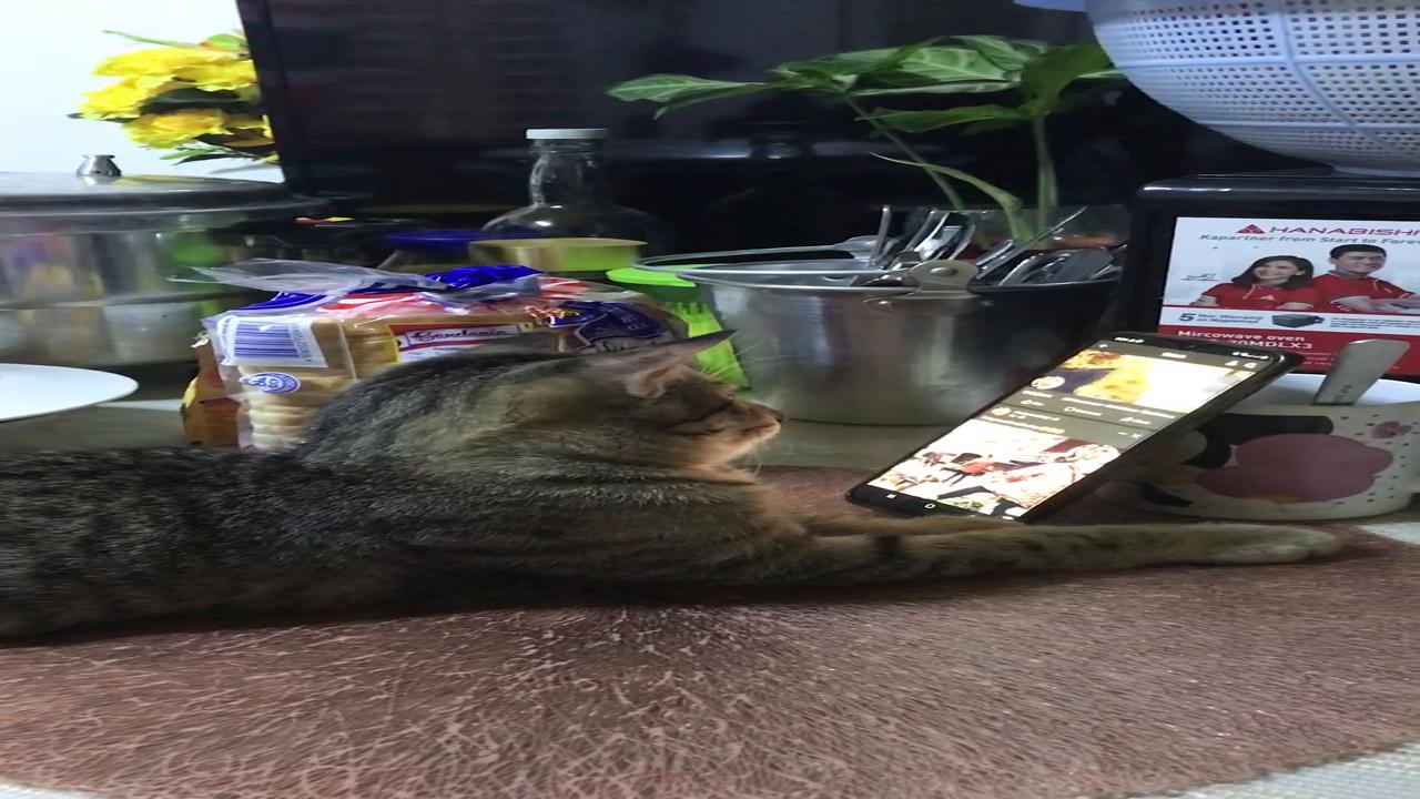 Grey cat caught watching videos