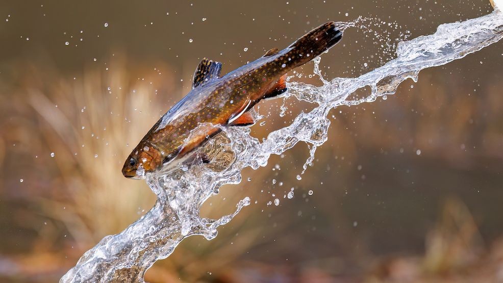 State hatchery renovations prompt changes to 2026 trout stocking schedule