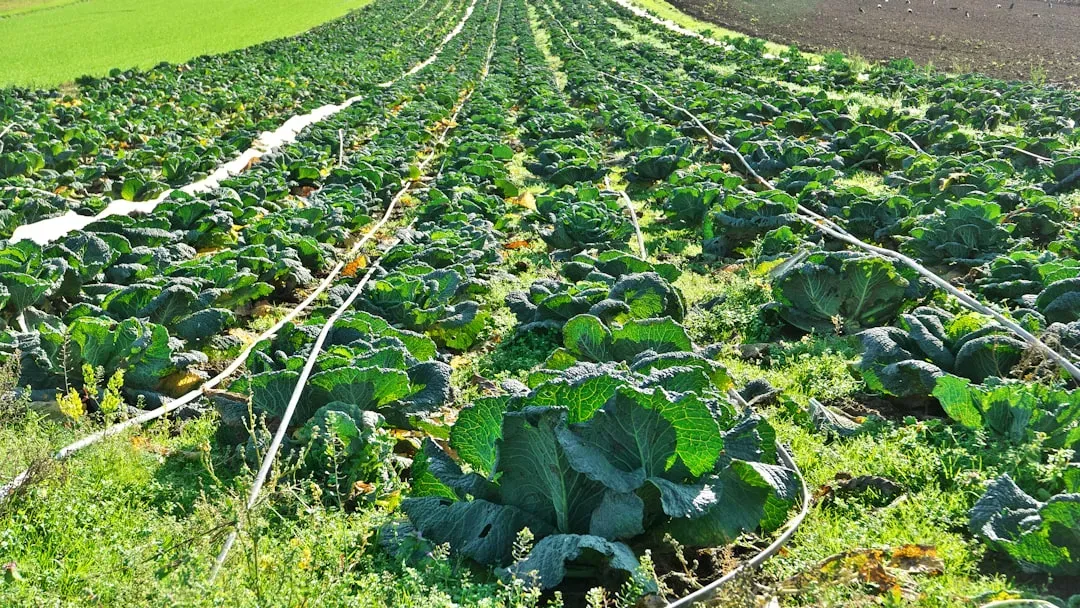 Organic farming's dirty secret: Why it might not be able to feed the world