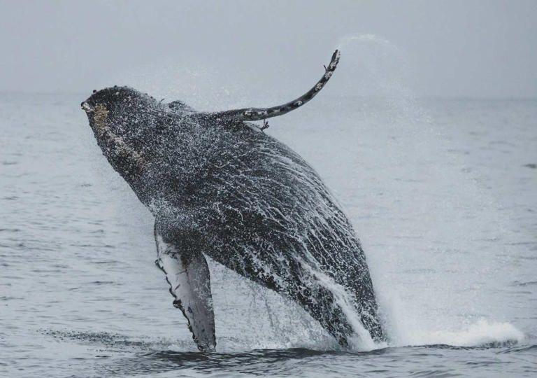 Warming oceans are forcing whales to compete for food — way earlier ...