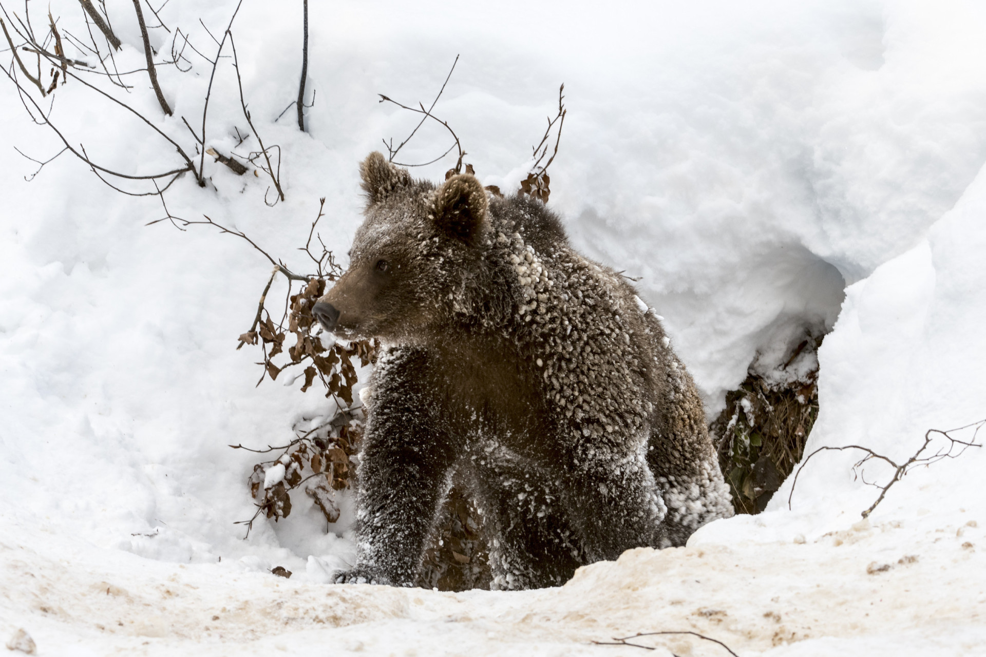 Winter survival methods of various animals