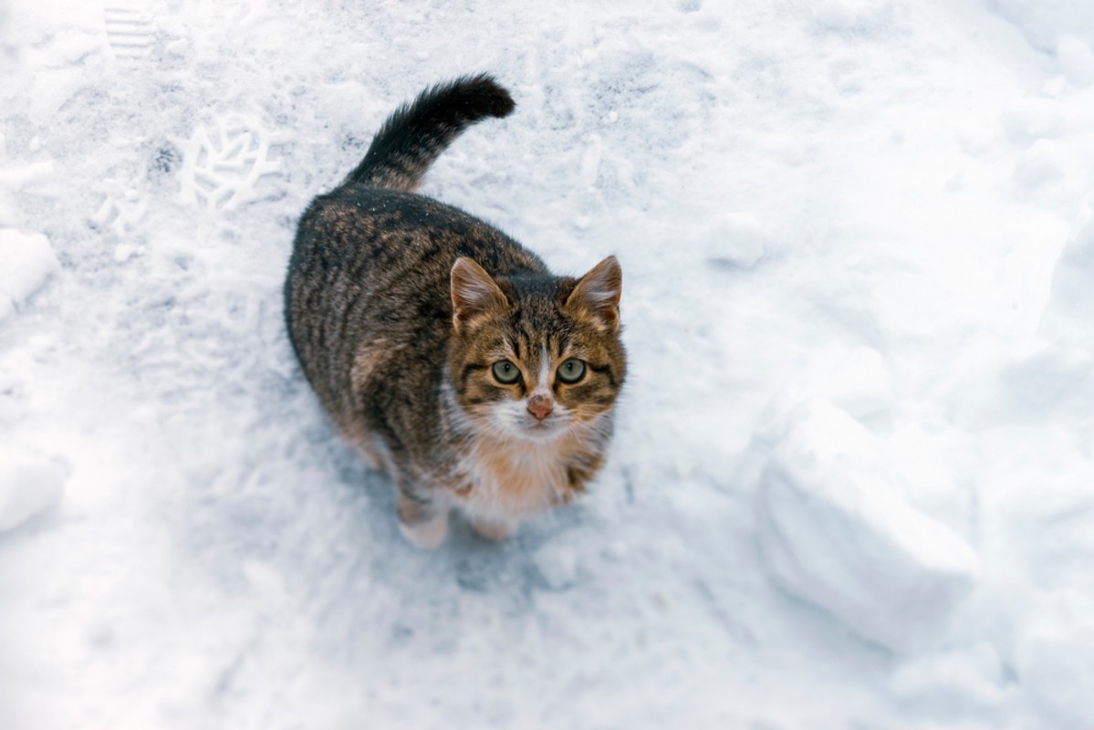 Stray cat makes sweetest biscuits of gratitude after being rescued from ...