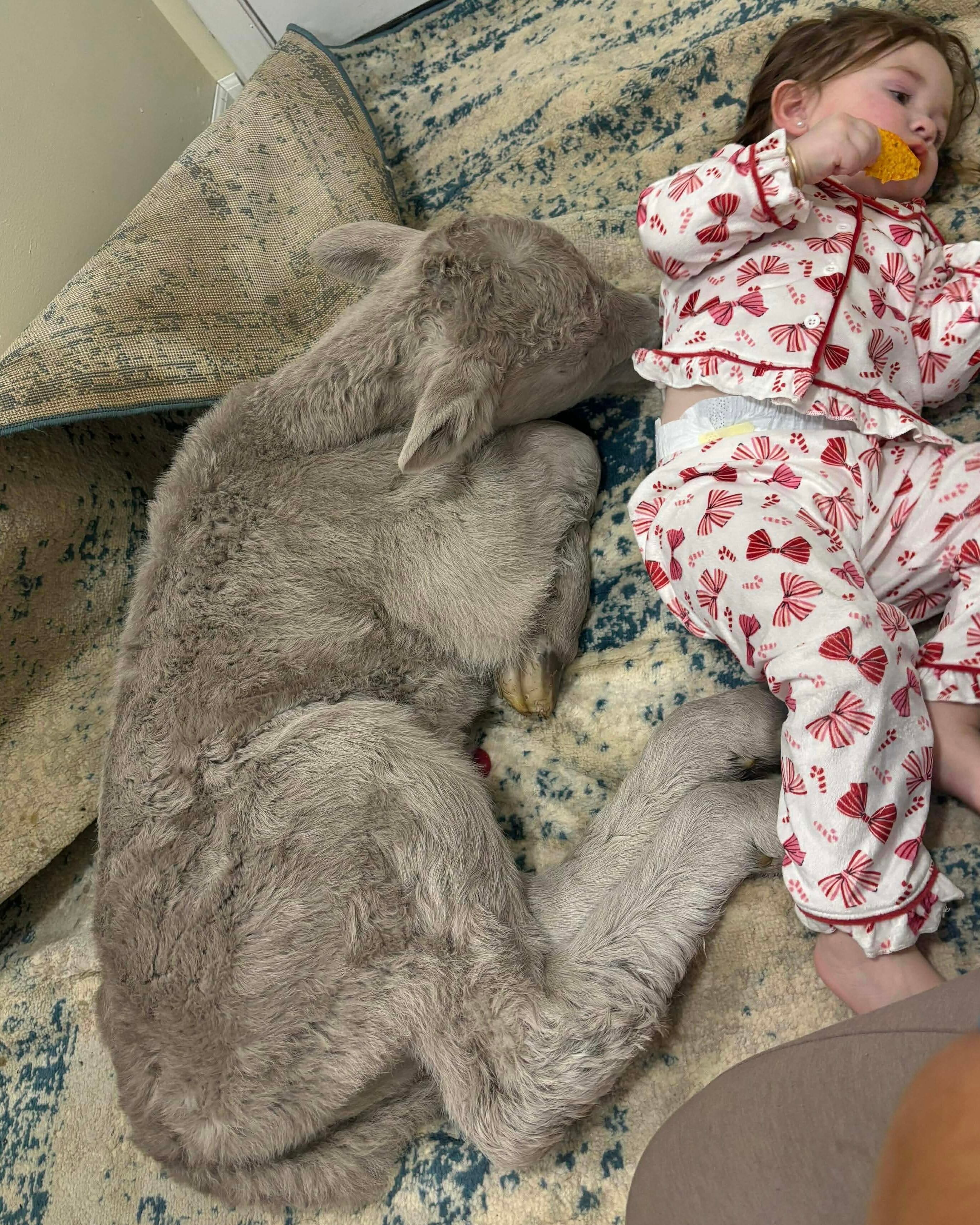 Mount Sterling family brings newborn calf inside during cold snap