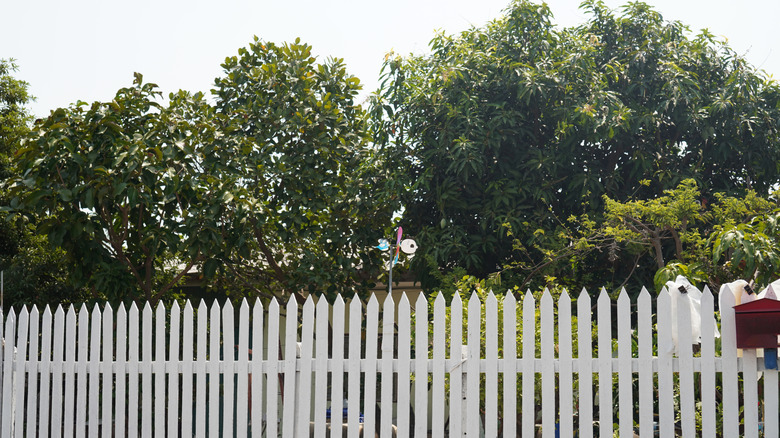 Add privacy to your backyard by replanting a popular, fully-grown tree