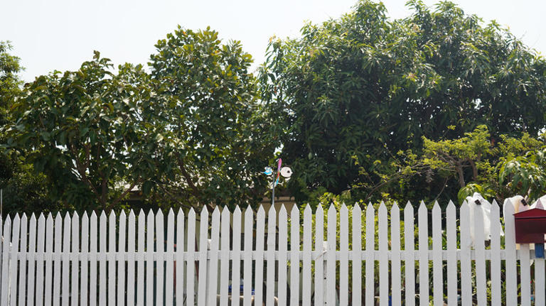 Add privacy to your backyard by replanting a popular, fully-grown tree