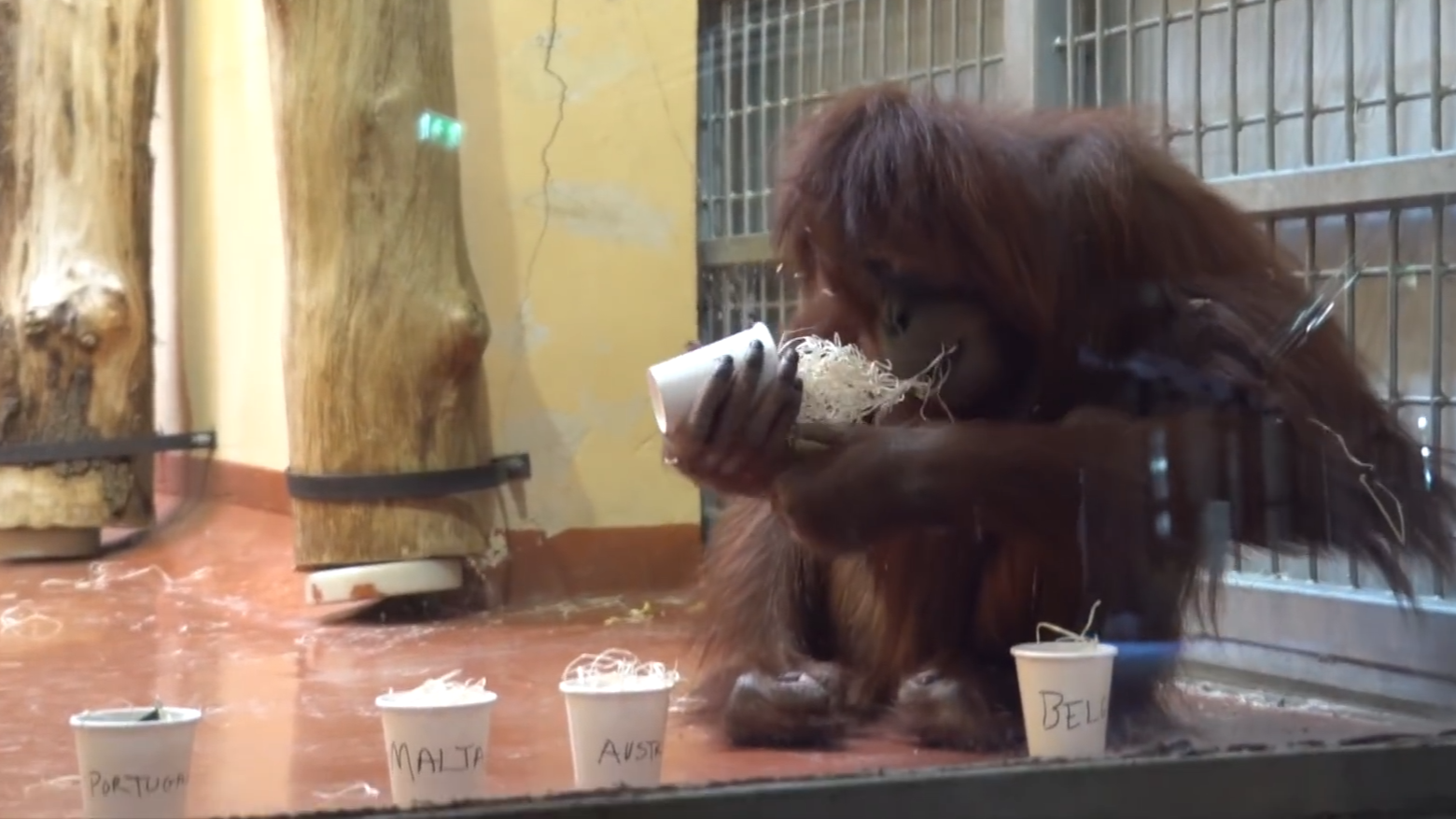 The monkey pointed - and their destination was locked in