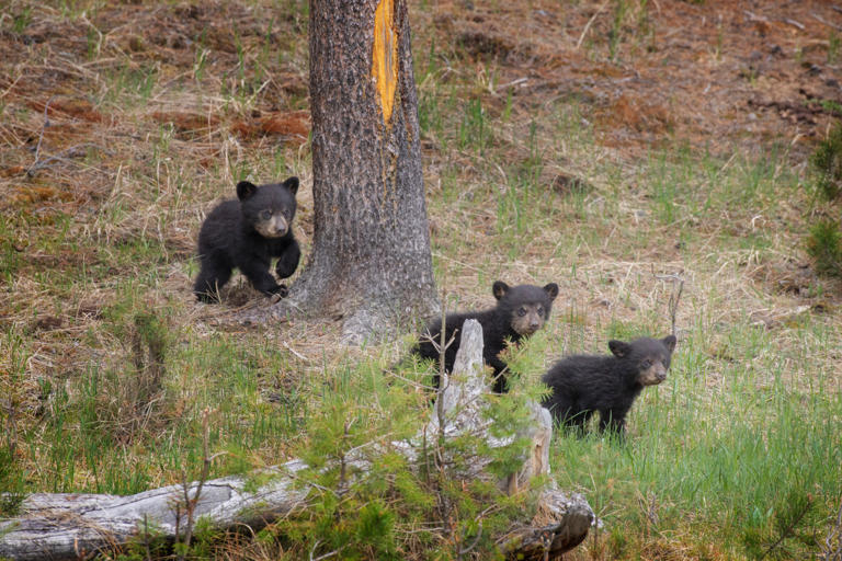3 baby bears playfully wrestle like toddlers in hilarious Instagram clip