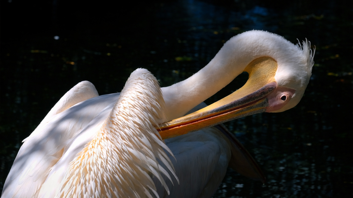 Elegance of the pelican