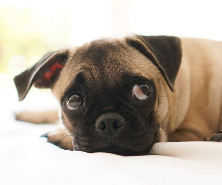 The crate debate is back – 11 red flags your dog isn't settling, they ...