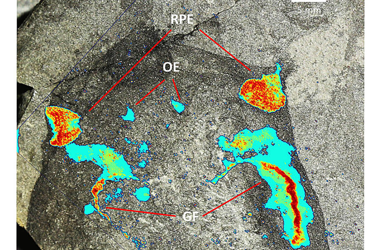 443-million-year-old fossils reveal early vertebrate eyes