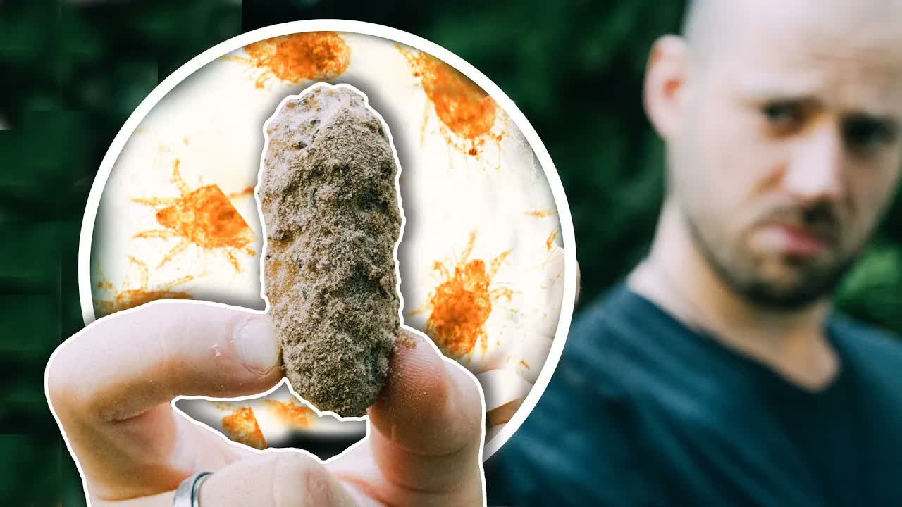 Yes, those are spiders - the strange German cheese people still eat on ...