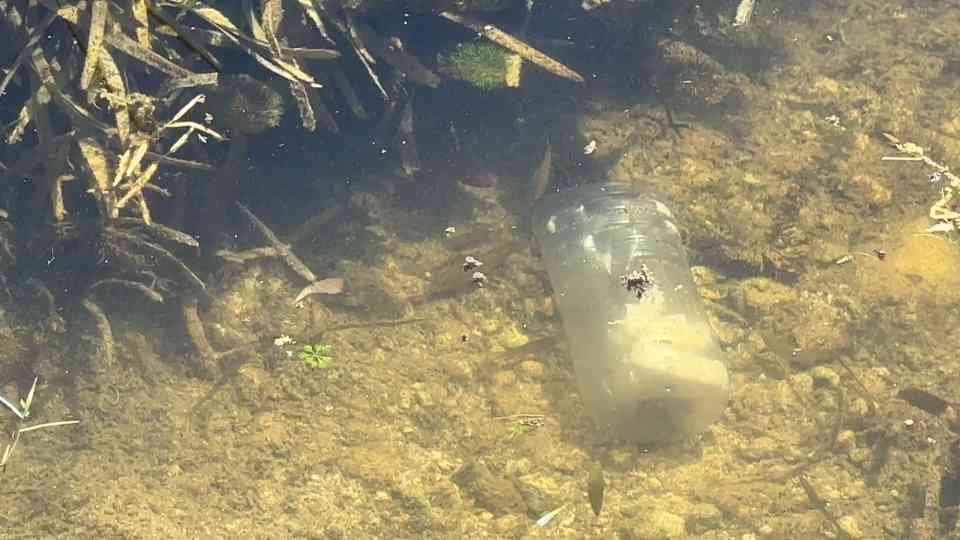 DIY water bottle fish bait trap