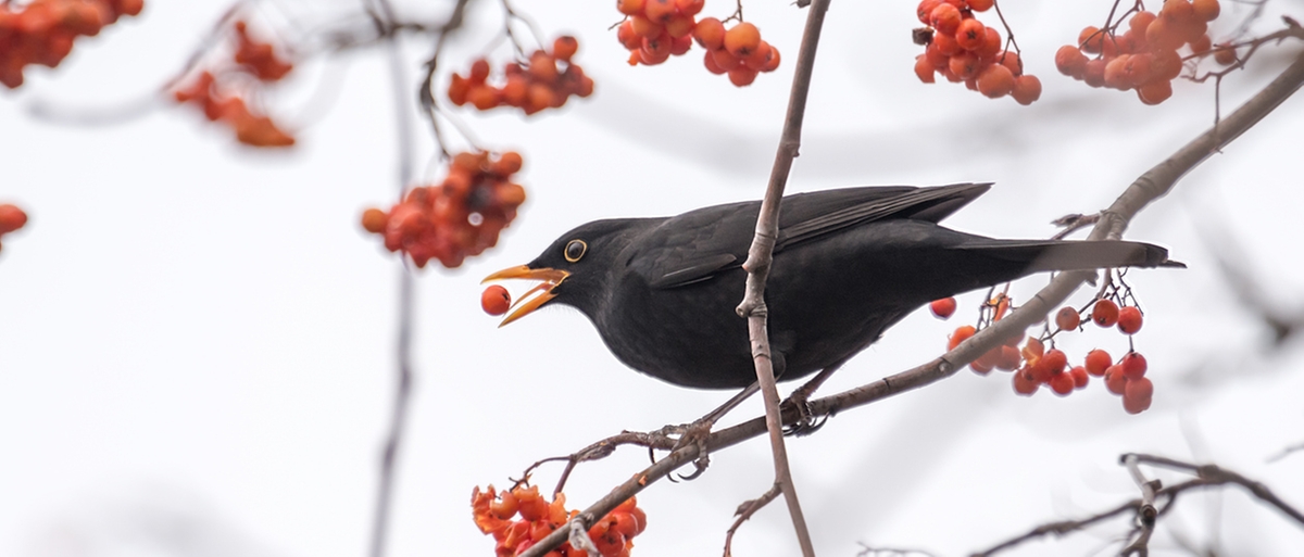 I giorni della Merla: cosa sono, origine e folklore