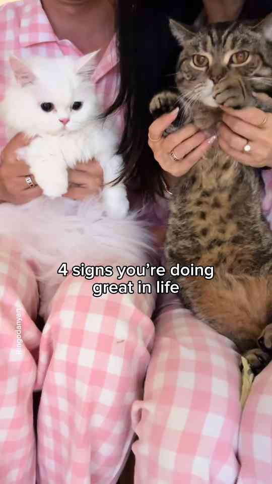 4 signs you are winning at life with cats