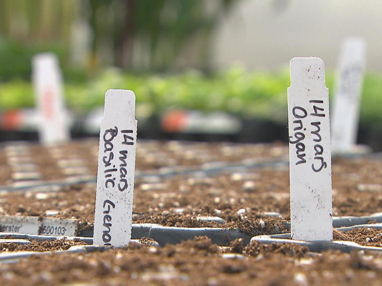 Un projet de serre nourricière pour cultiver l’appétit du savoir à l ...