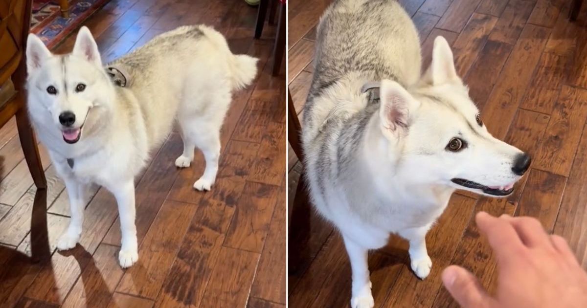 Video: Husky does this every time the owner reaches out to pet her