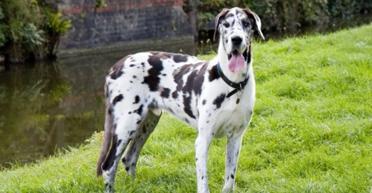 The 'service dog vest' confusion is exploding online – 10 breeds most ...