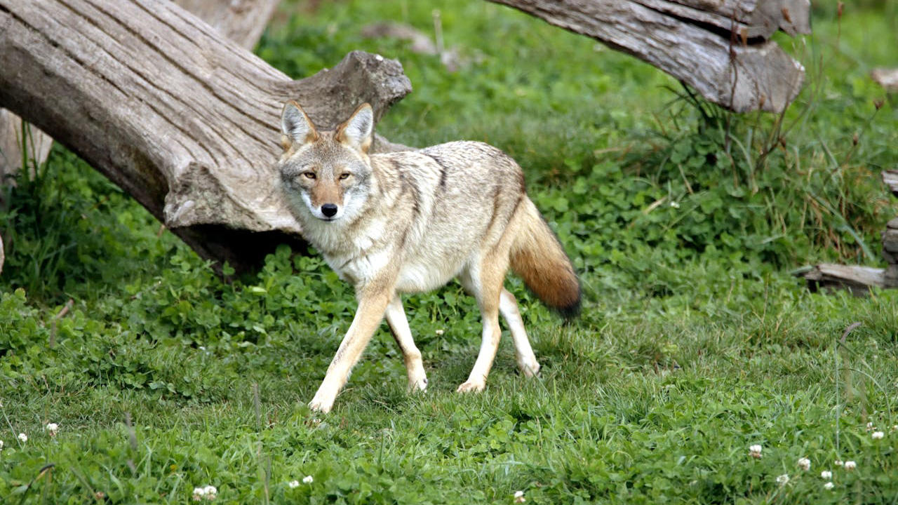 The signs a coyote has gotten a little too comfortable near the house