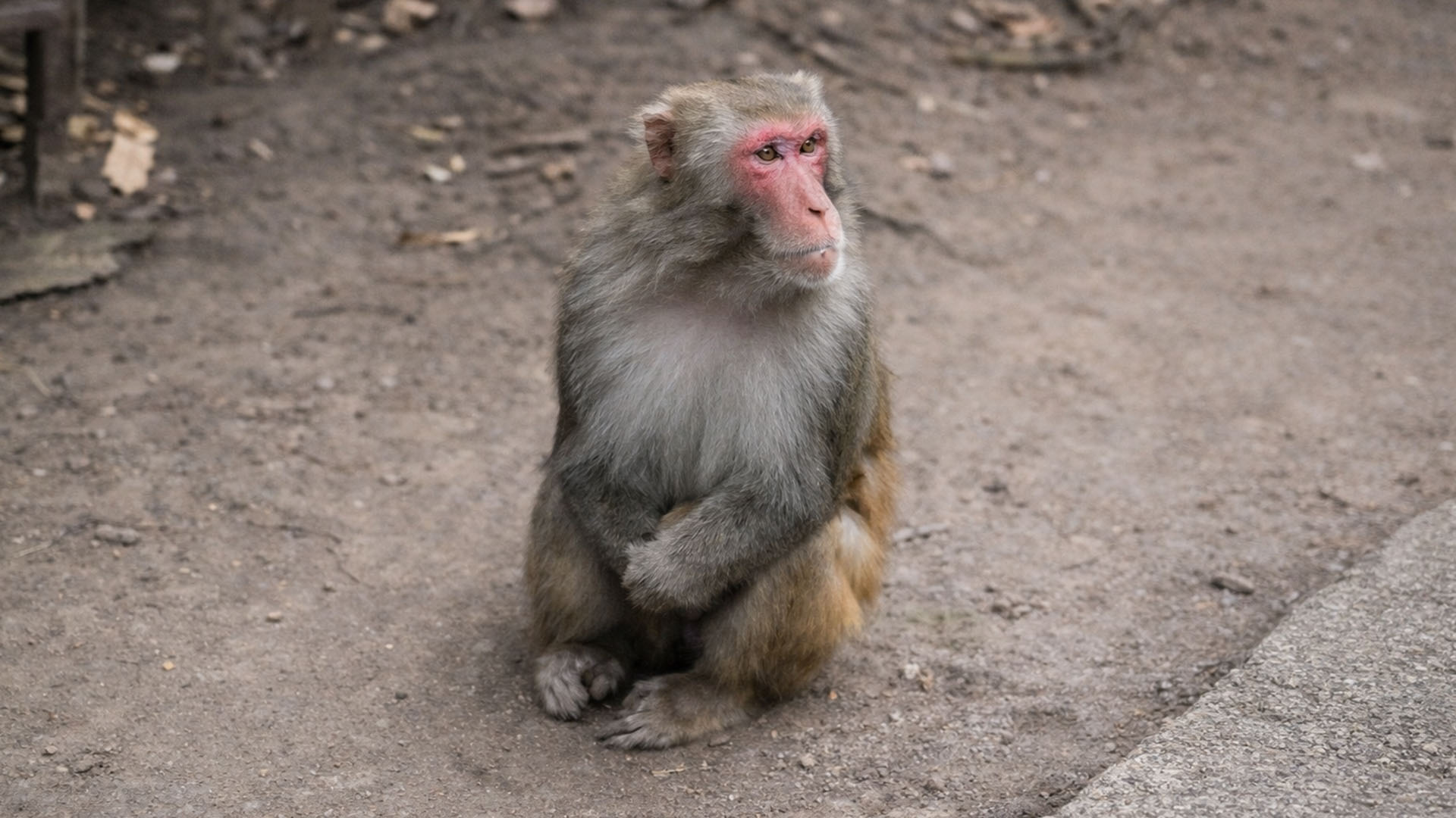 This monkey runs in a funny way