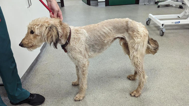 Dog finds forever home after 1,000 days in kennels