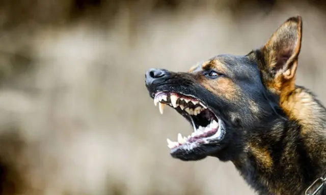 Woman dies in attack by stray dogs in MP town