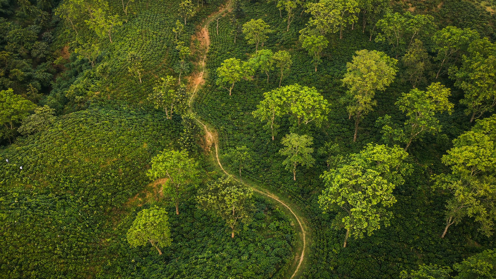 A hidden trail in the tea gardens