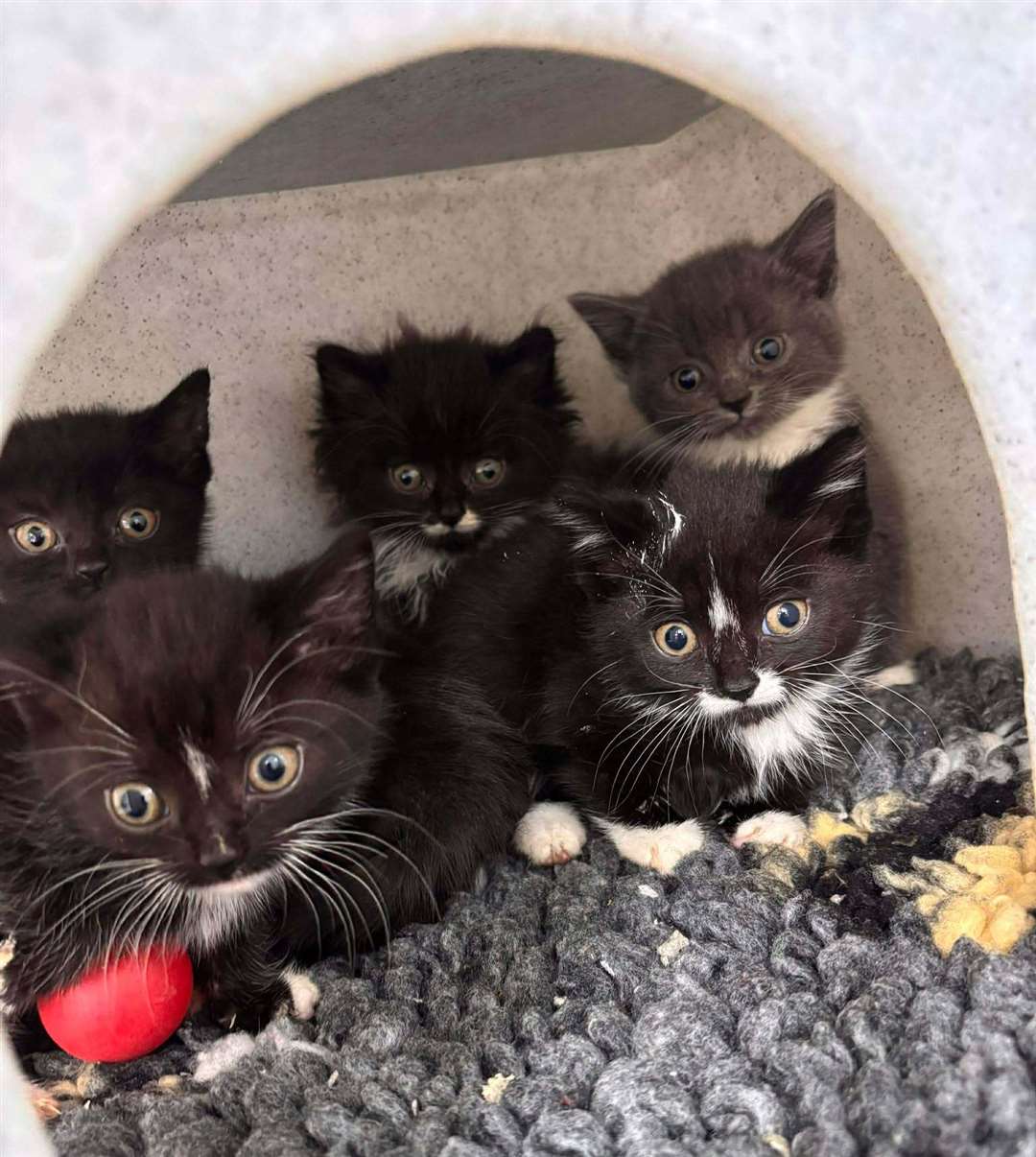 Kittens found soaked in a box at Riverside Country Park in Gillingham